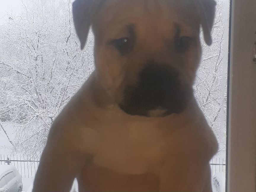 Щенки стаффорда