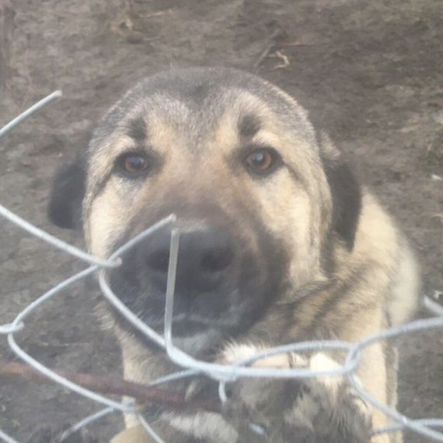Турецкий акбаш, взрослый пёс