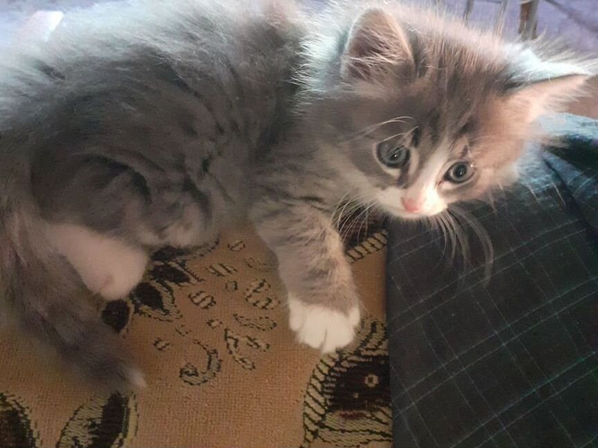 Котенок в добрые руки