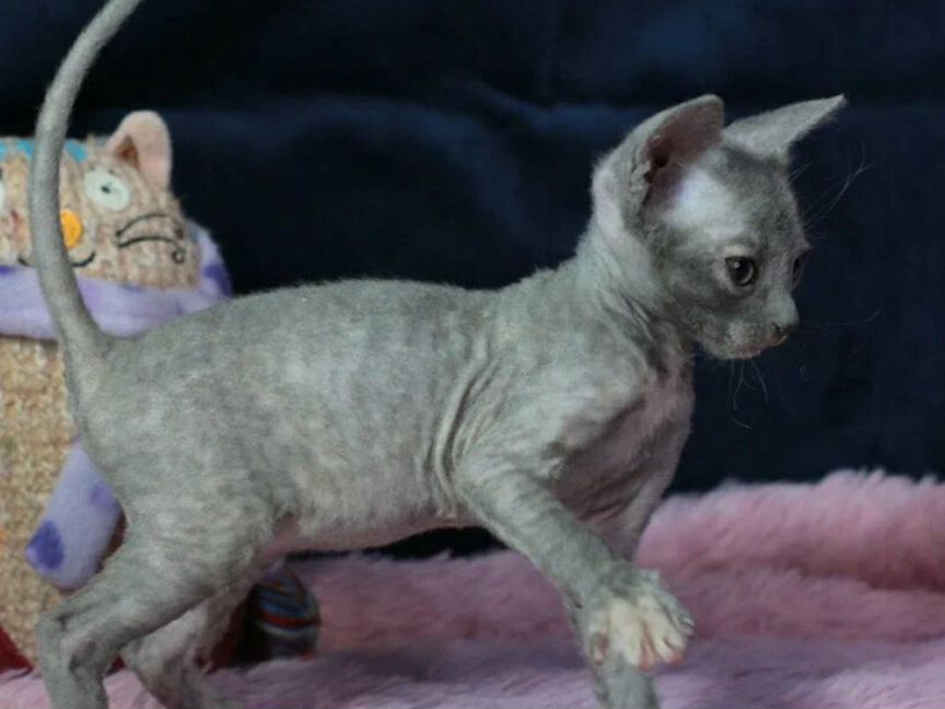 Уральский Рекс, короткошёрстная черепаха с белым