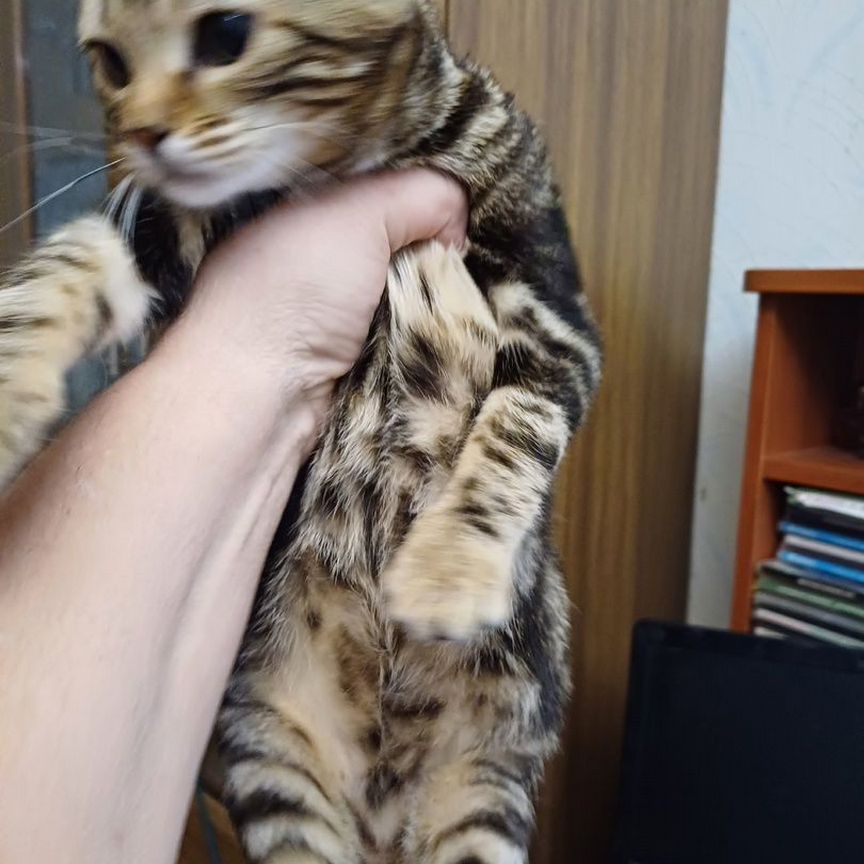 Чистокровные бенгальские котята разного пола