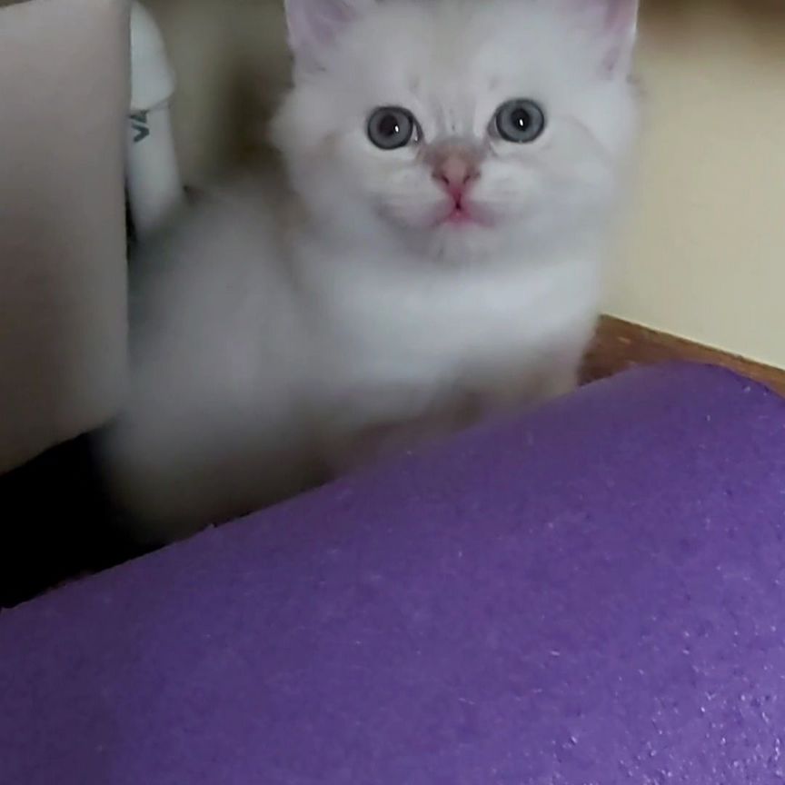 Маркус котенок