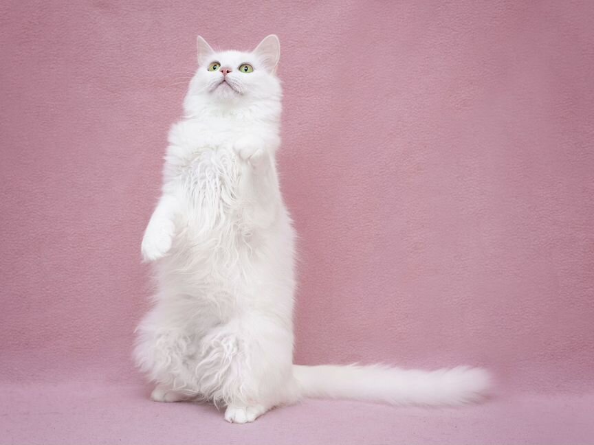 Шанель с суперспособностью ищет дом