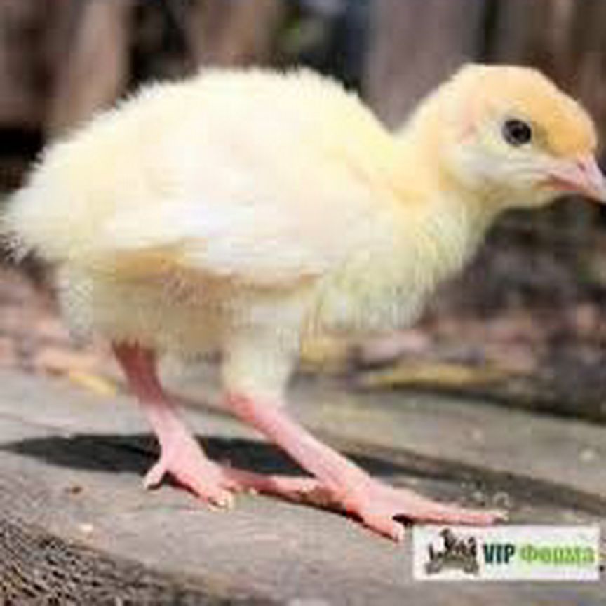 Индюшата биг 6:индоутки и.цыплята кобб500