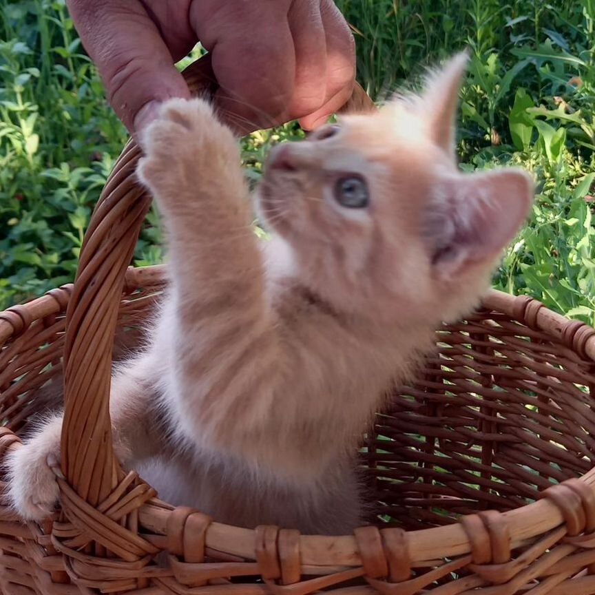 Котенок
