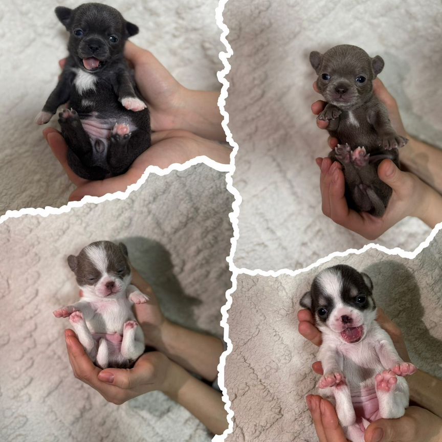 Чихуахуа, щенок