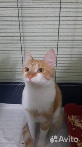 Кошки на передержке