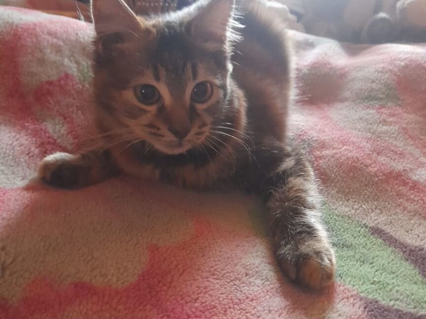 Котёнок-девочка ищет дом