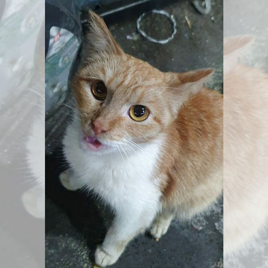 Взрослая, Девочка кошка в добрые руки