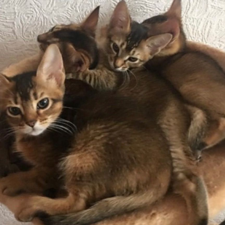 Котята