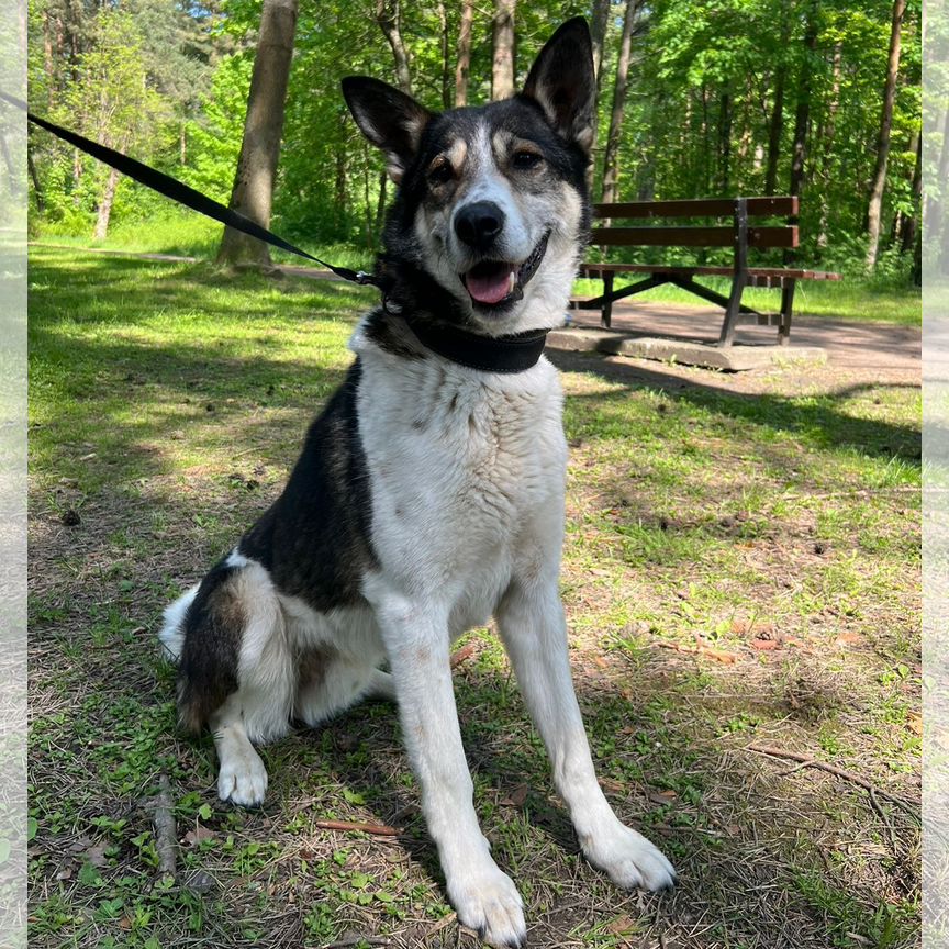 Взрослый пёс в добрые руки