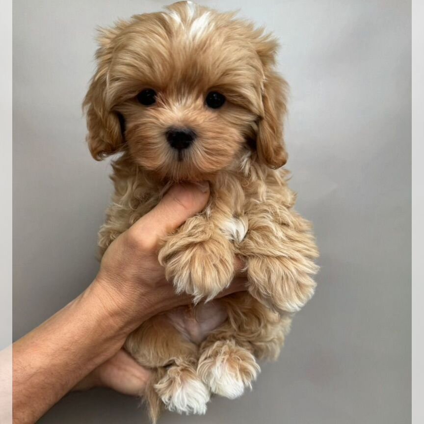 Мальтипу, щенок