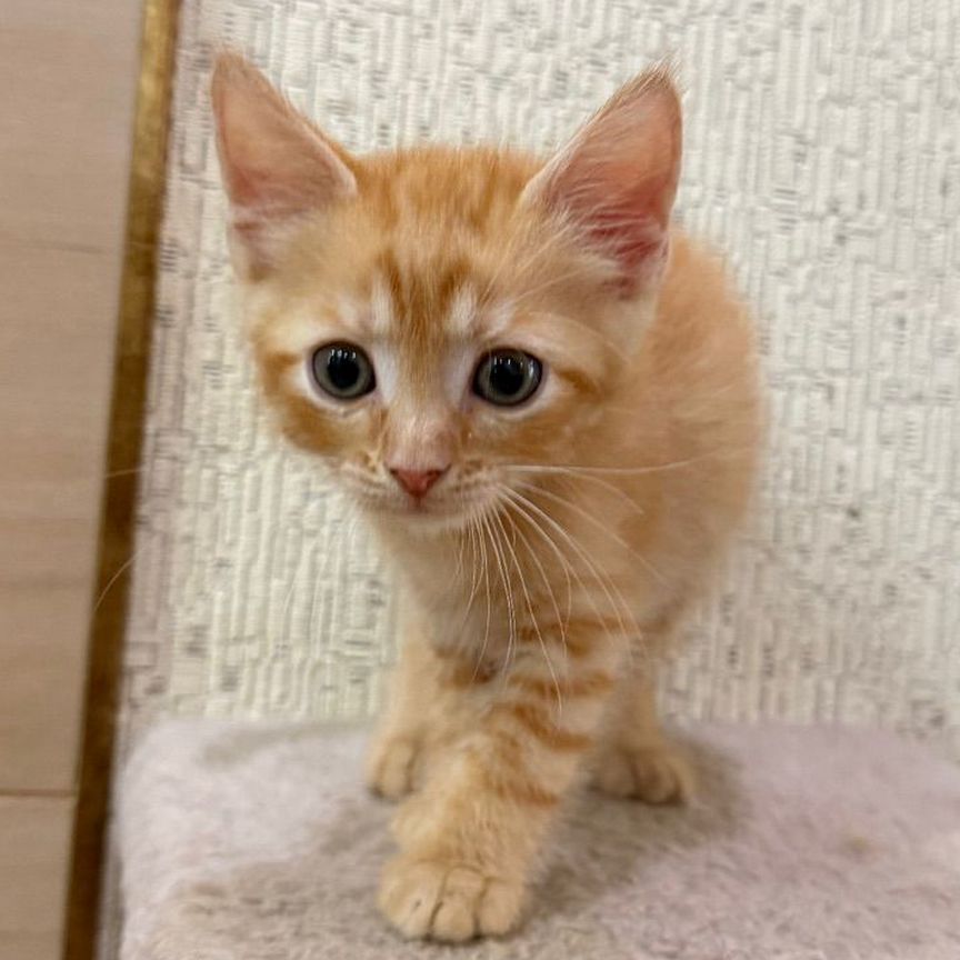 Канадский сфинкс котёнок