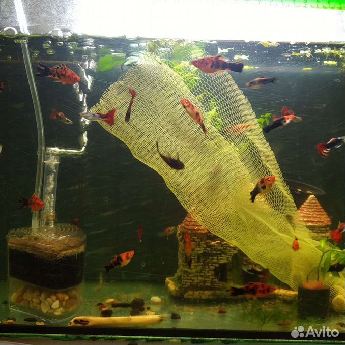 Гуппи ассорти и меченосцы красно-черные