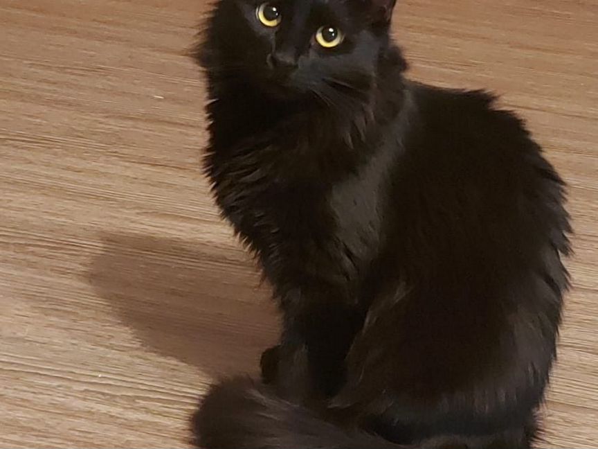 Черная принцесса ищет дом кошка