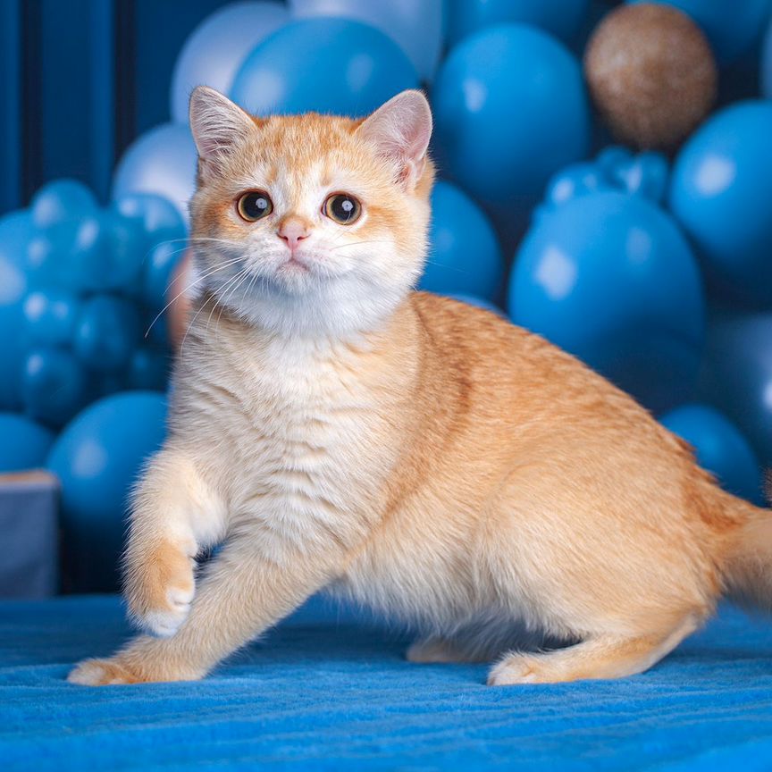 Шоколадная красавица