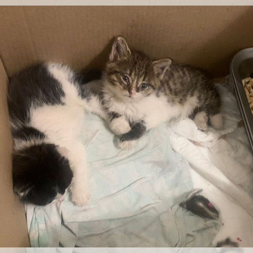 Котята в добрые руки