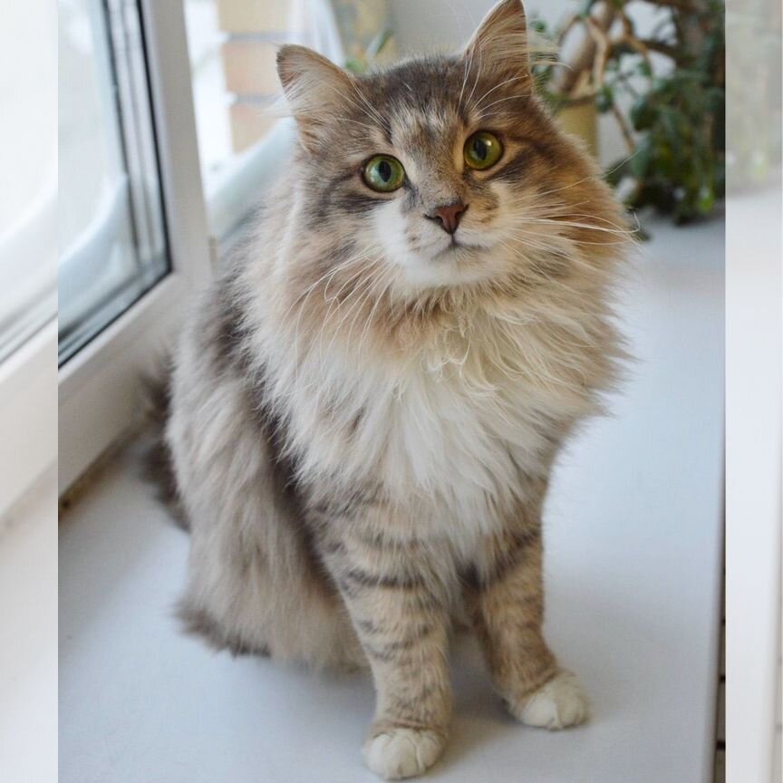 Норвежский лесной котёнок