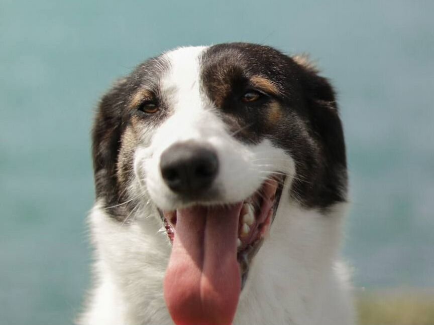 Соня собачка ищет дом бесплатно в добрые руки