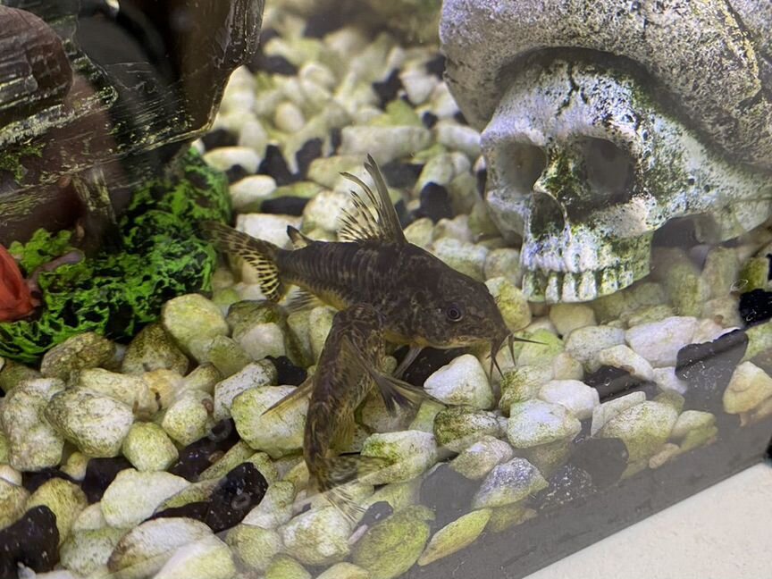 Аквариумные рыбки