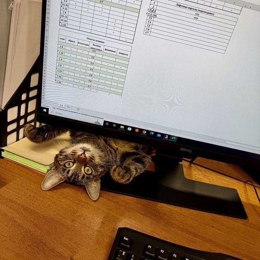 Кошка в добрые руки