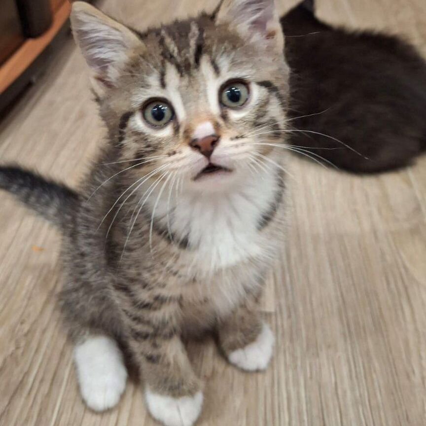 Котёнок в добрые руки