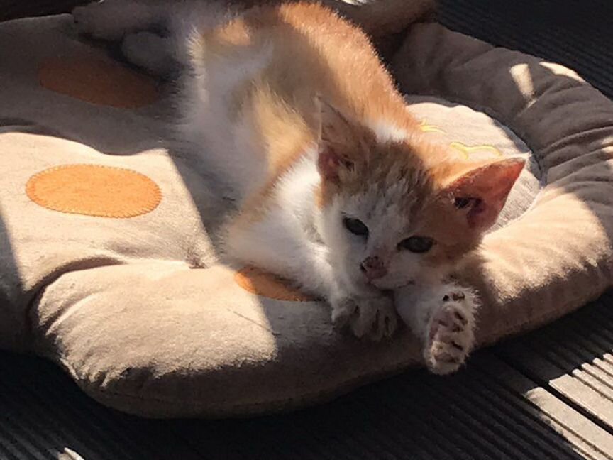 Котенок в дар бесплатно