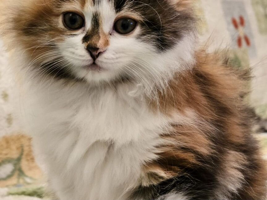 Котенок Курильский бобтейл (кошечка)