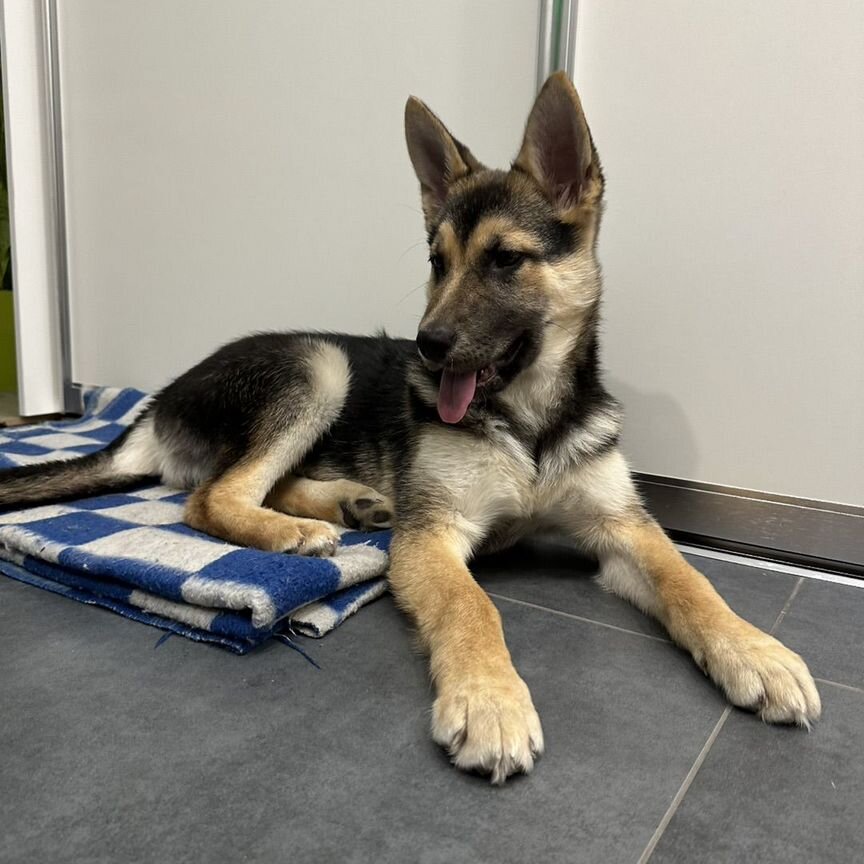 Щенок овчарки в добрые руки