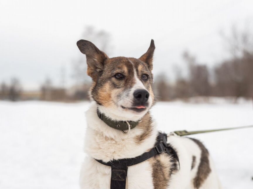 Собака из приюта на доживание. Скромный Раф