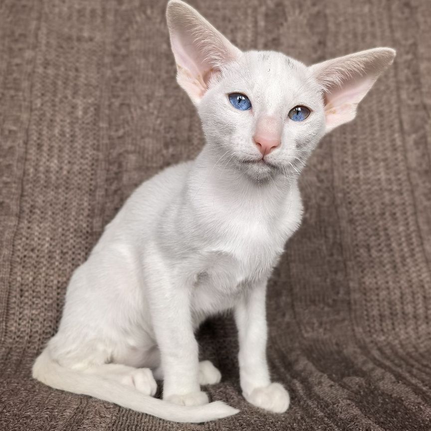 Ориентальный котёнок