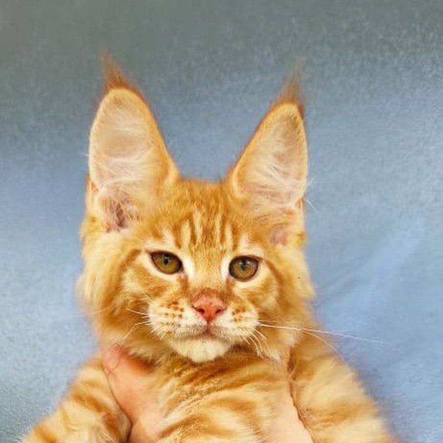 Мейн-кун красный тигр мальчик