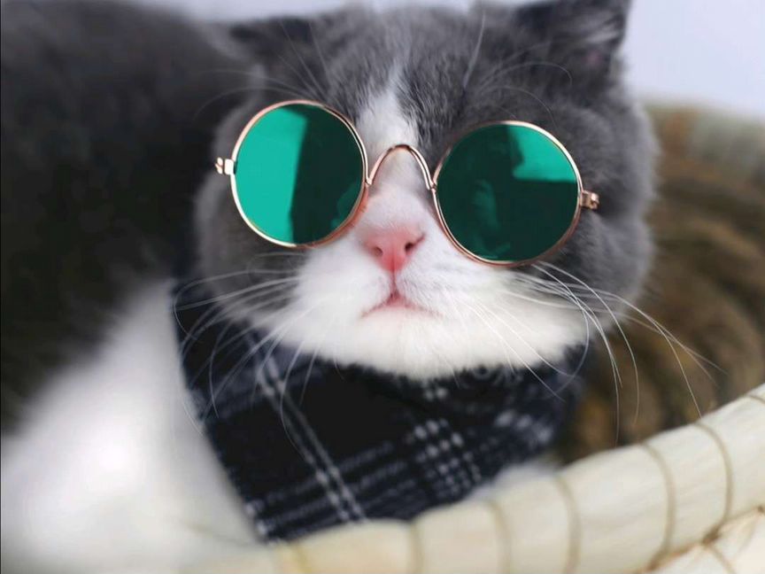 Солнцезащитные очки для кошек