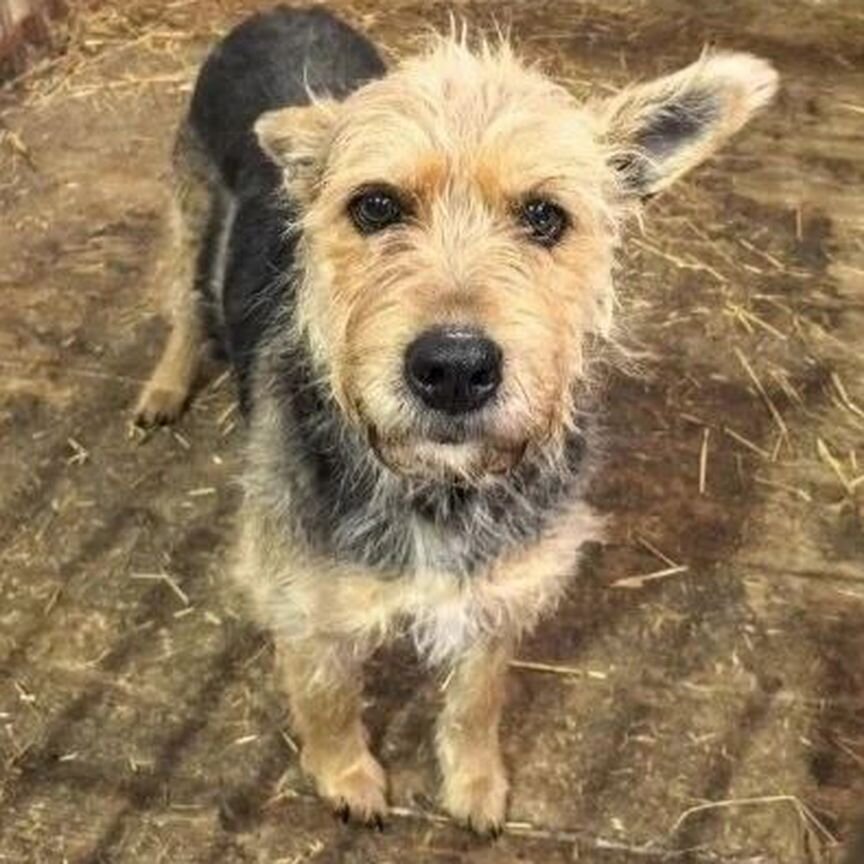 Взрослая собака в добрые руки