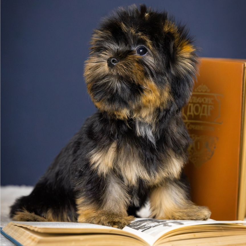 Йоркширский терьер, щенок