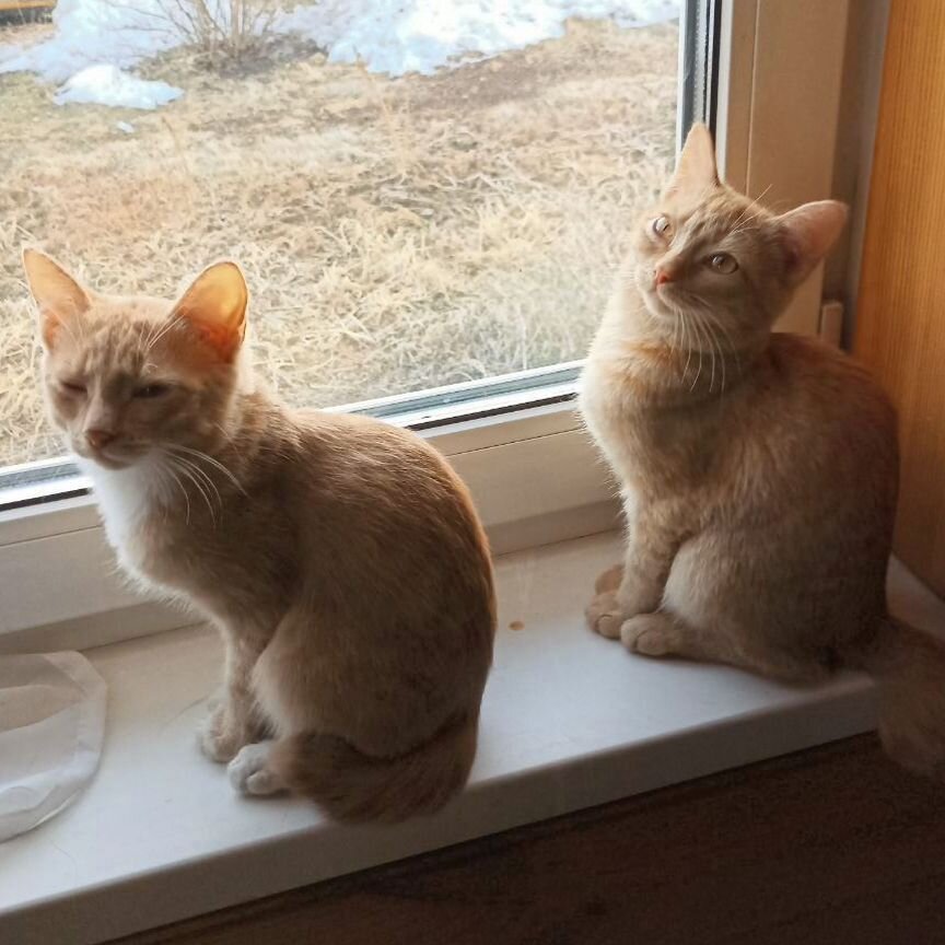 Кошки