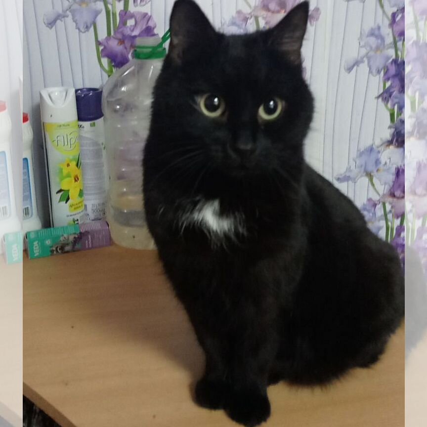 Взрослая, кошка в добрые руки