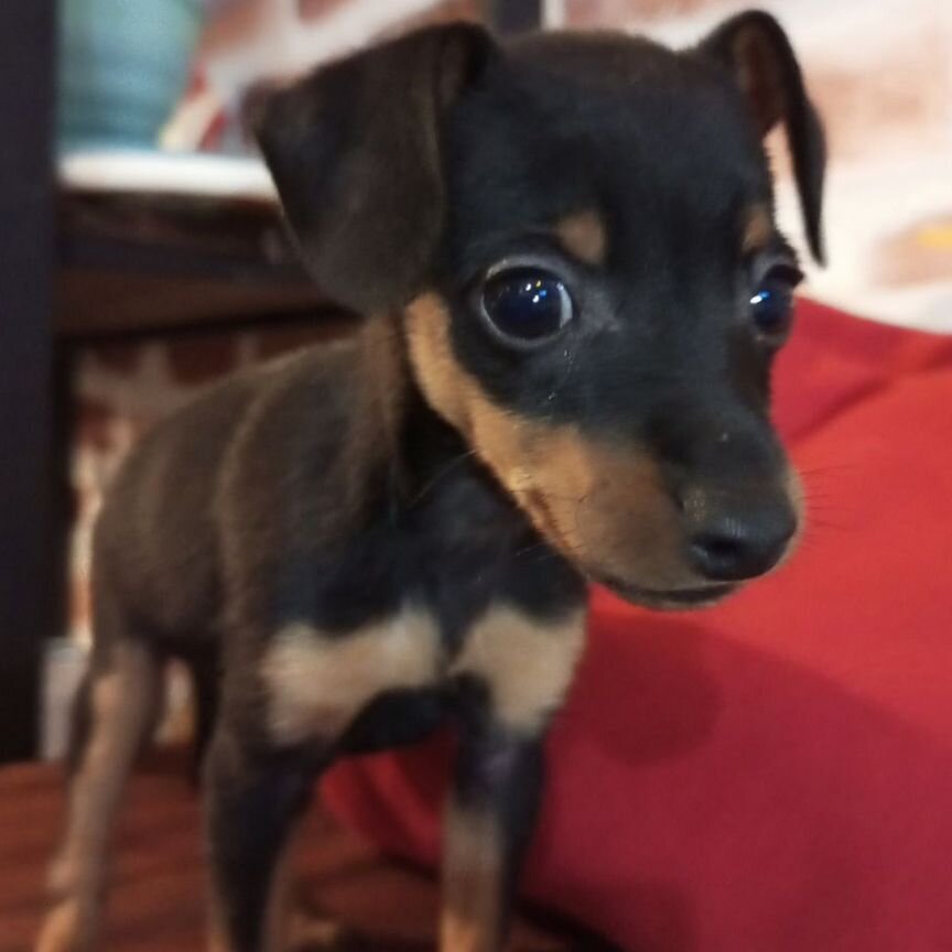 Цвергпинчер, щенок