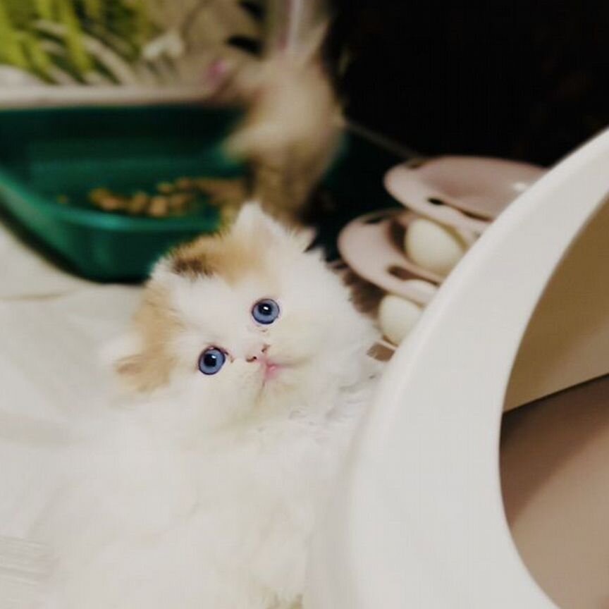 Шотландский прямоухий длинношёрстный котёнок