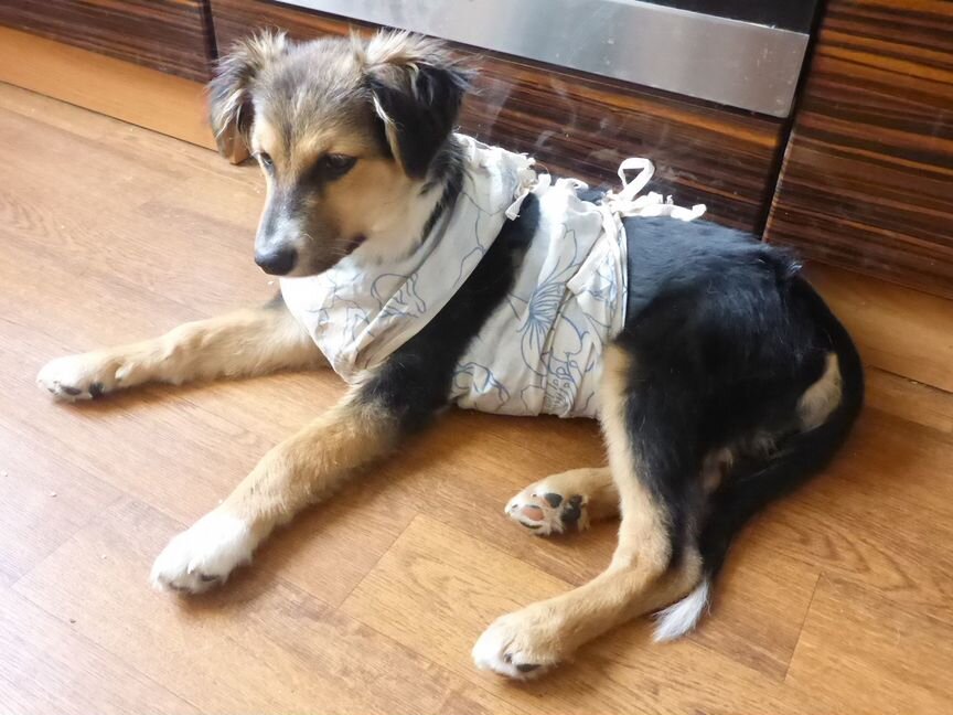 Щенуля Кайли, 4 месяца