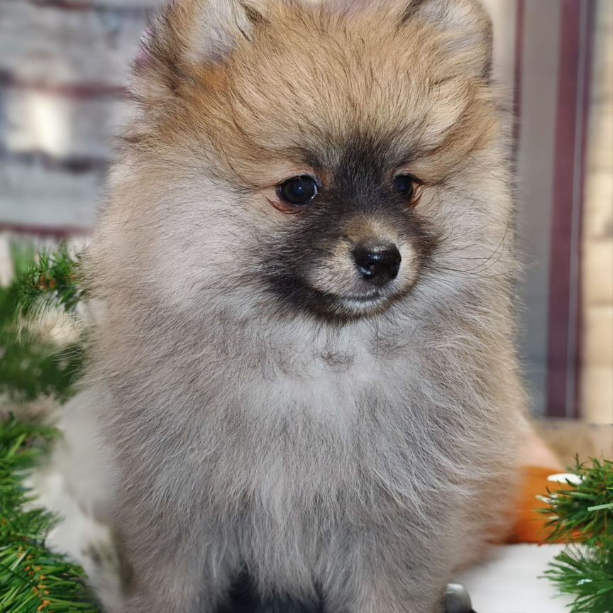 Шпиц девочка