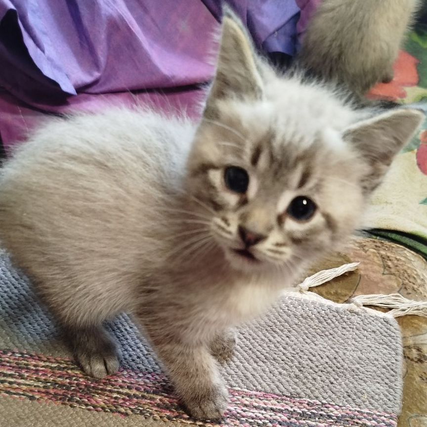 Сиамский котёнок