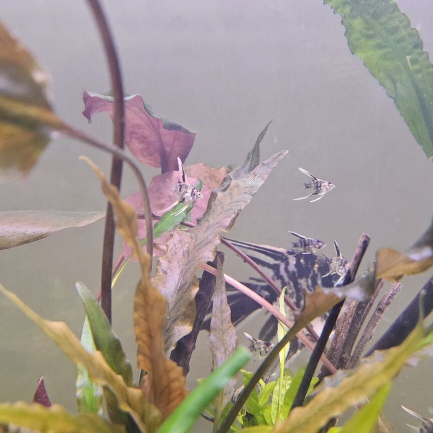 Скалярия с высокими плавниками