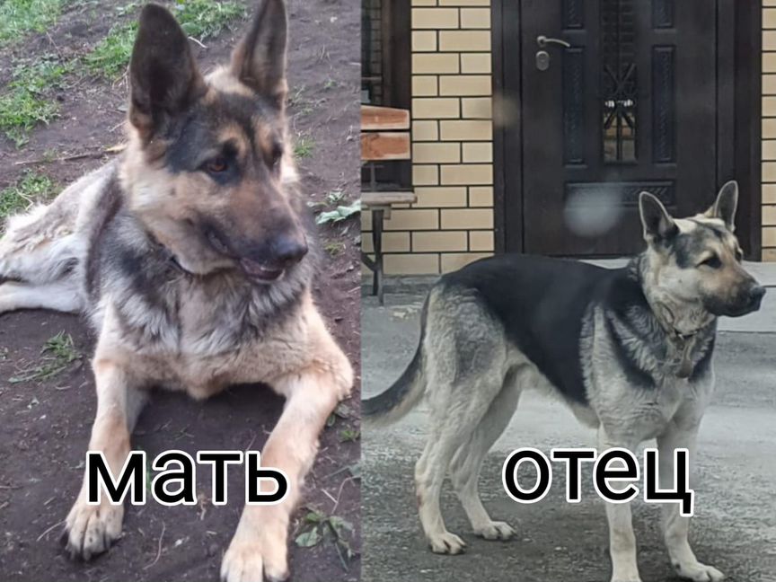 Восточноевропейская овчарка