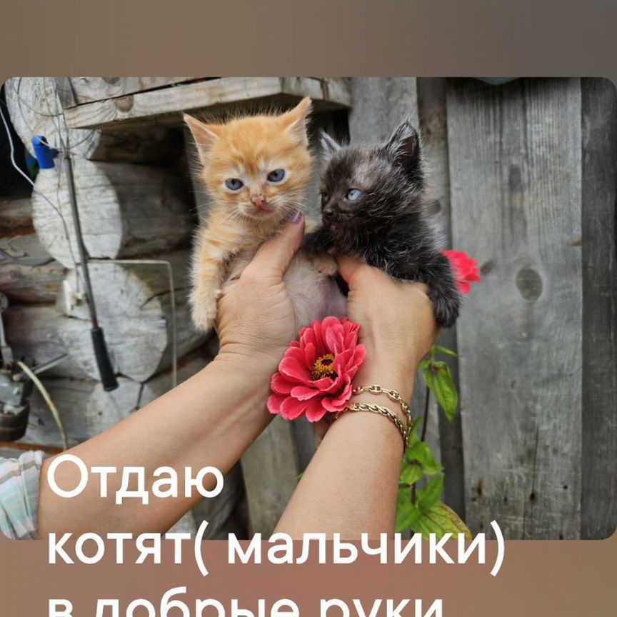 Котята в добрые руки бесплатно мальчики