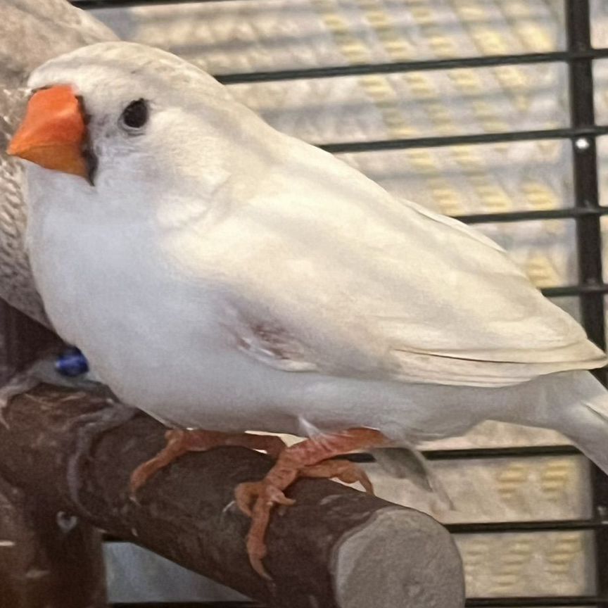 Зебровые амадины