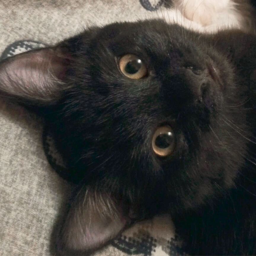 Котёнок в ответственные руки