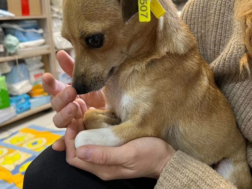 Маленькая собачка 4 кг попала в отлов