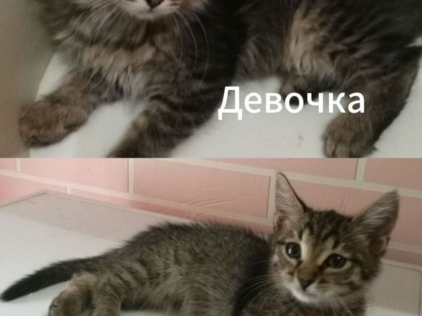 Отдам бесплатно котят