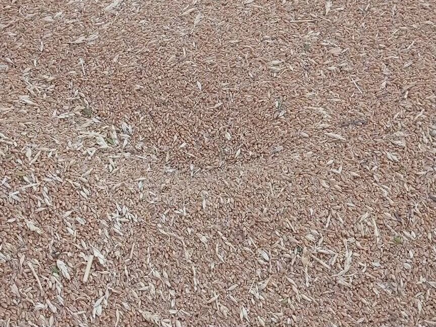 Зерноотходы